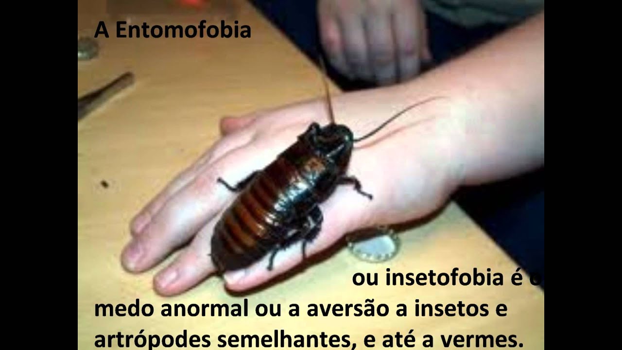 Entomofobia Insetofobia : Medo de insetos, artrópodes e vermes - YouTube
