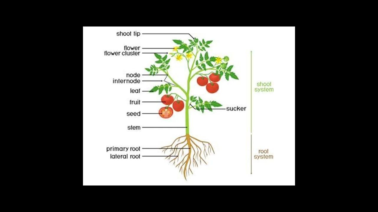 Difference Between Root System And Shoot System - Root & Shoot - YouTube