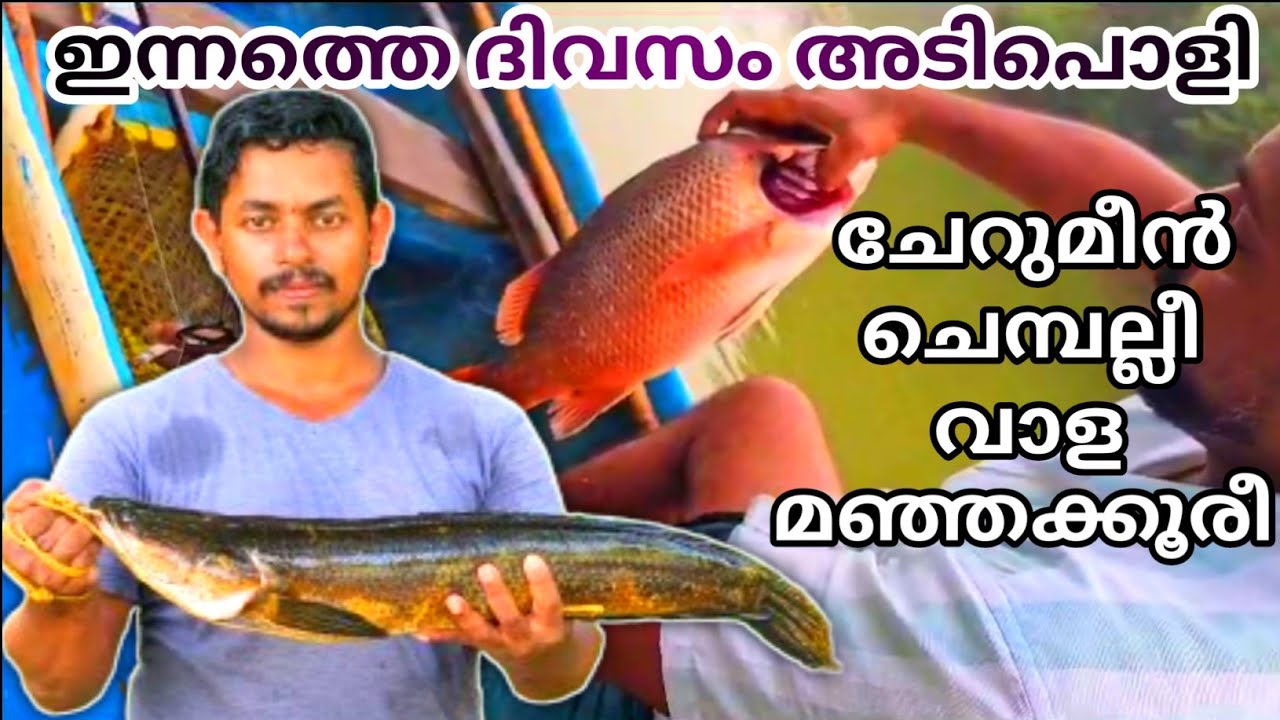 Snackhead fishing🎣||chemballi fishing||വാള||മഞ്ഞക്കൂരി വിളയാട്ടം ...