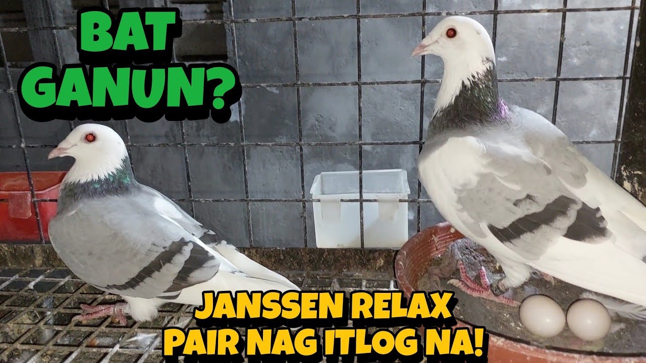 DISGRASYA PA NGA! JANSSEN RELAX NATIN! - YouTube