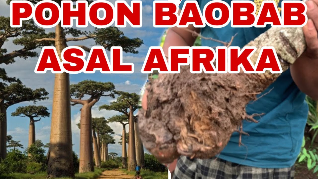 Pohon BAOBAB asal afrika #bonsai #africa #baobabtree - YouTube