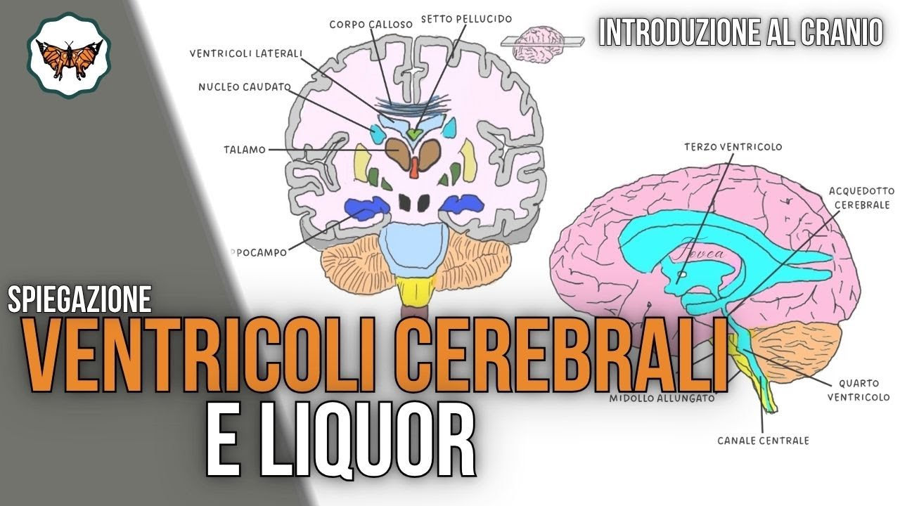 I ventricoli cerebrali e il liquido cerebrospinale - YouTube