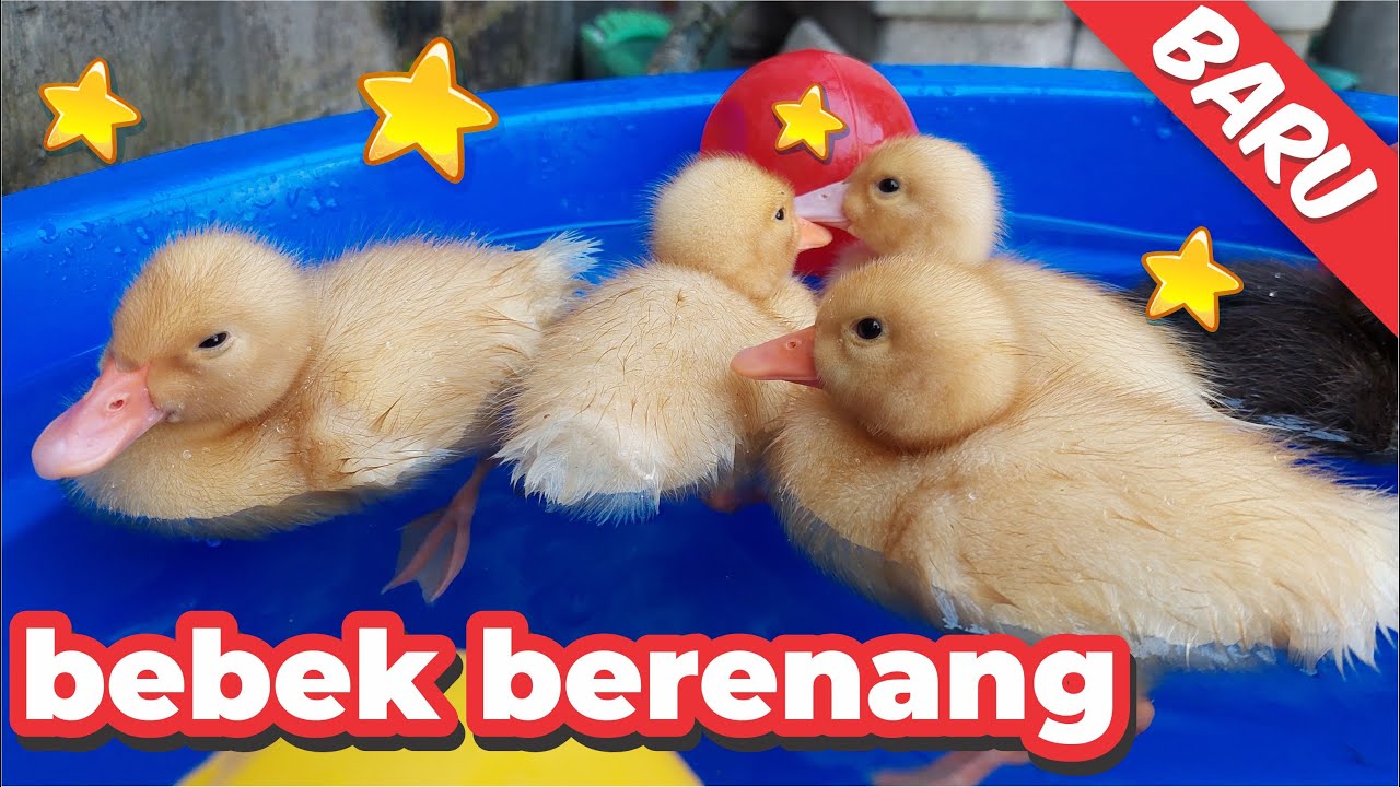 Bebek Berenang Kwek Kwek , Nyanyi Duck Swimming Underwater , Potong ...