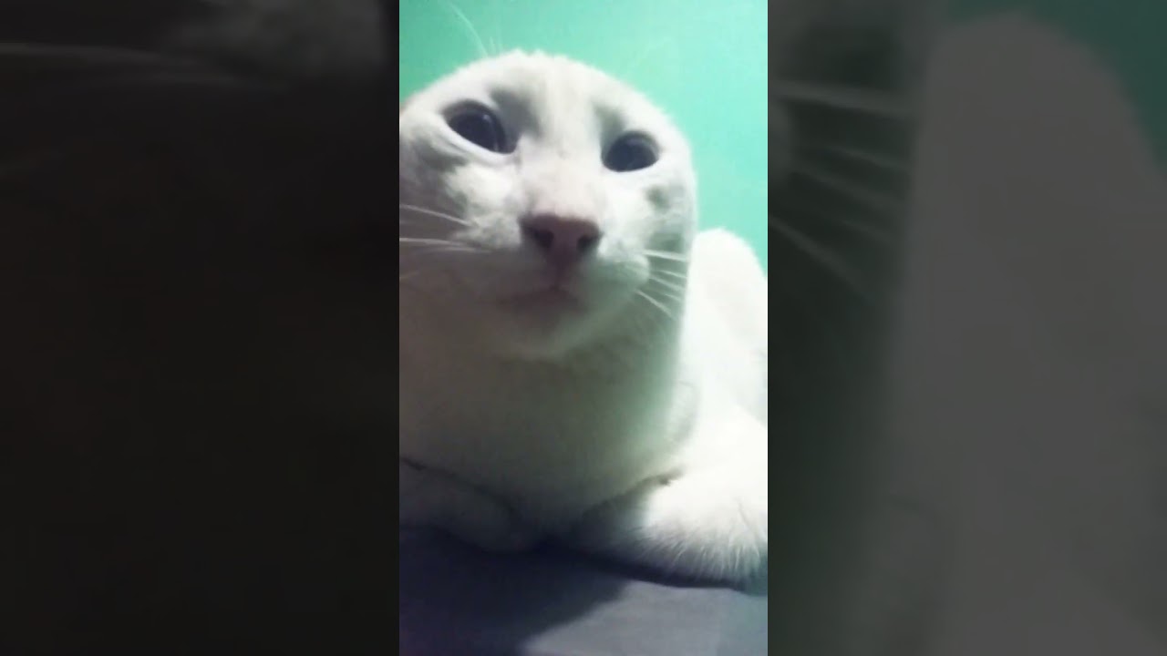 gato sin orejas😲 - YouTube