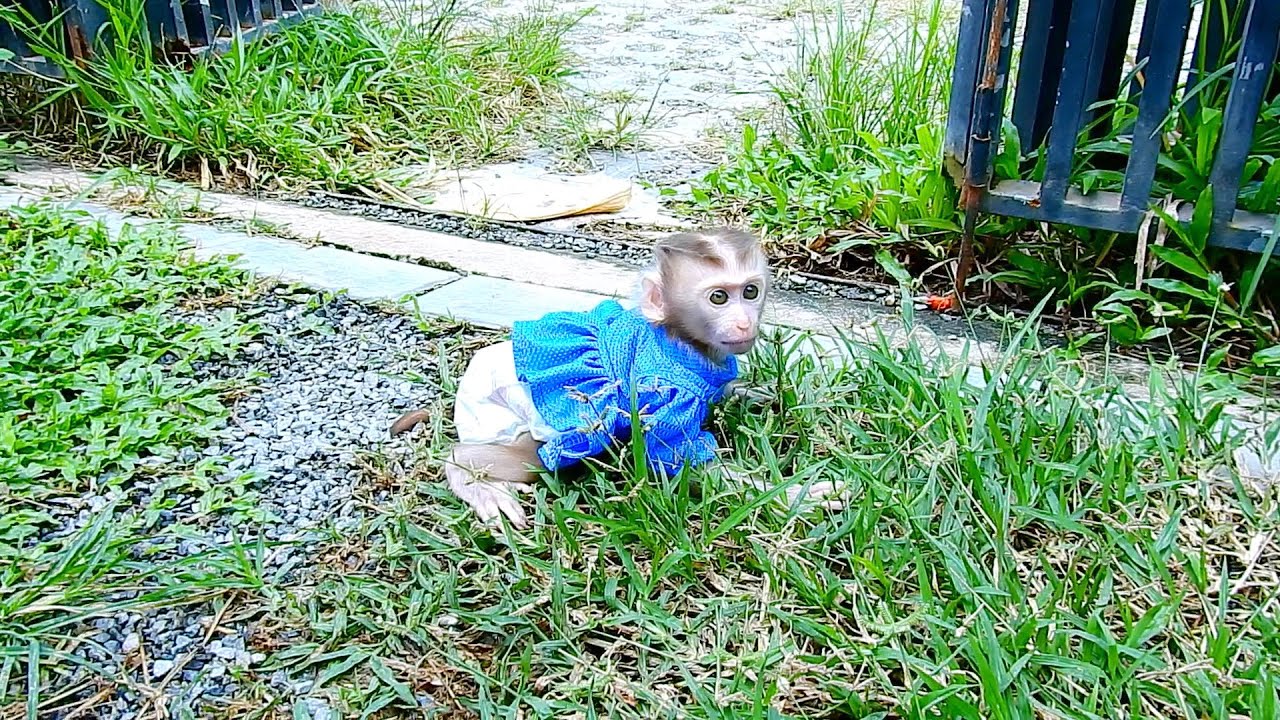 Bunny stuck in grass no confidence to walk for following dad - YouTube
