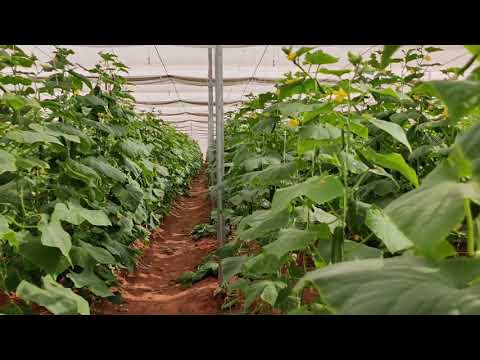 BEST SHADE NET HOUSE STRUCTURE WITH VEGETABLE CROPS - YouTube