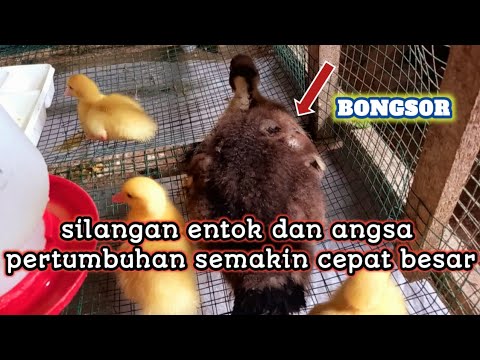 silangan entok dan angsa pertumbuhan semakin cepat besar - YouTube