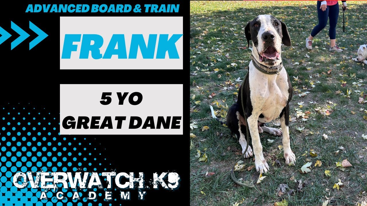 Frank | 5 Year Old Great Dane | 19 Day Transformation | Distraction ...