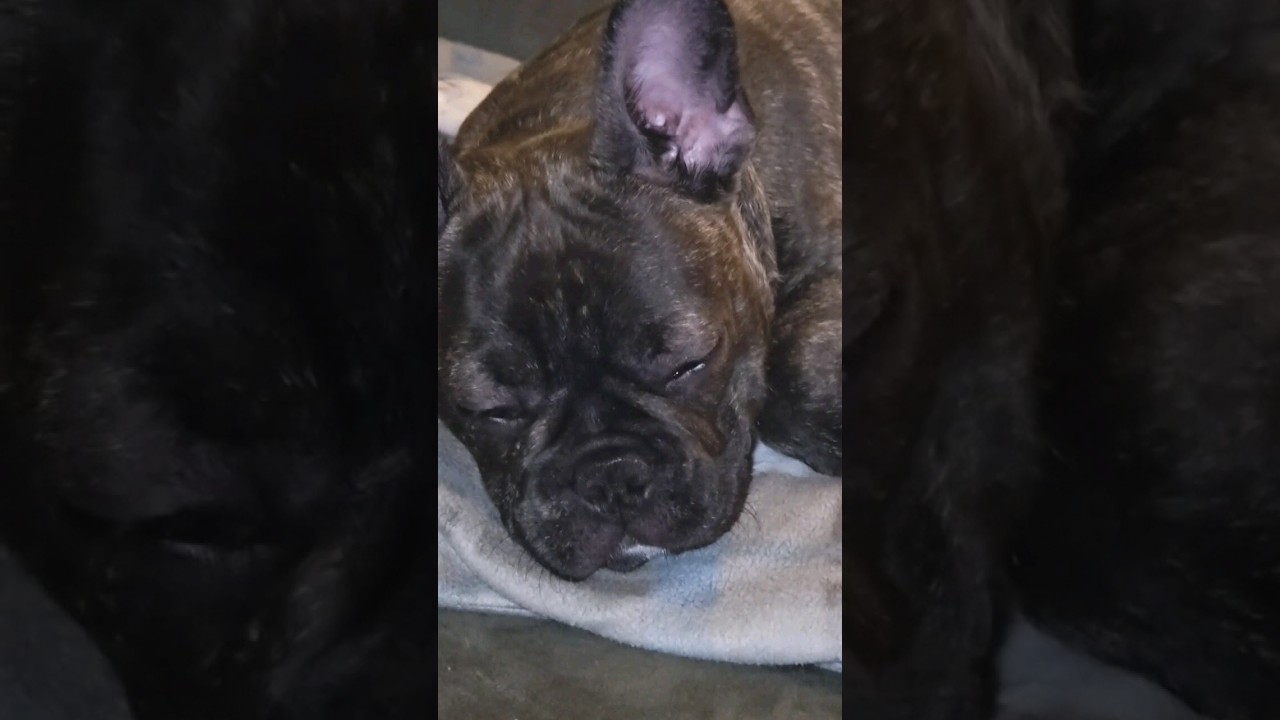 That made me cry 😢 #frenchie #frenchbulldog #shorts #cute - YouTube