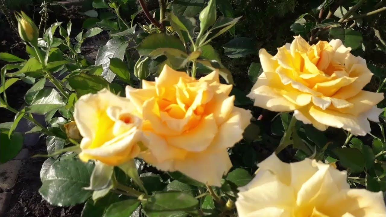 Желтая роза сорта" Голден Моника ". "Golden Monika" rose . - YouTube