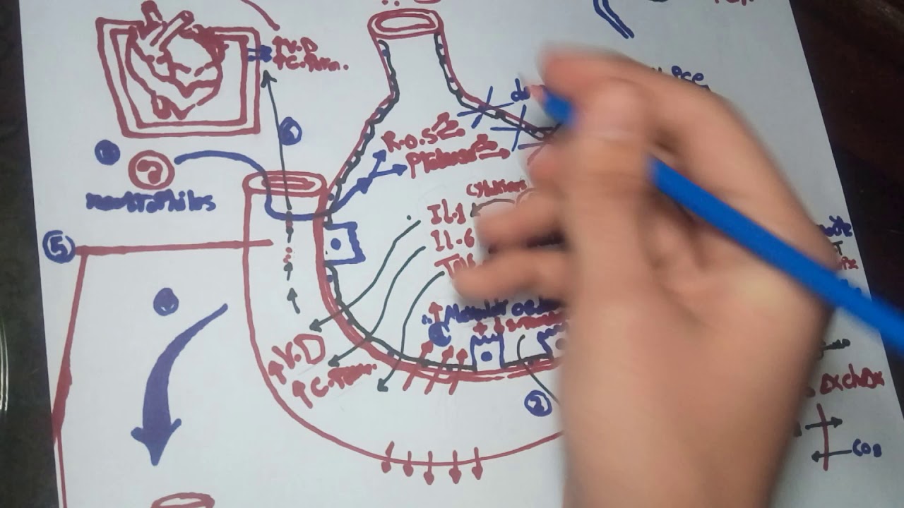 كورونا فيروس ( الجزء الثالث ) pathology & physical assay - YouTube