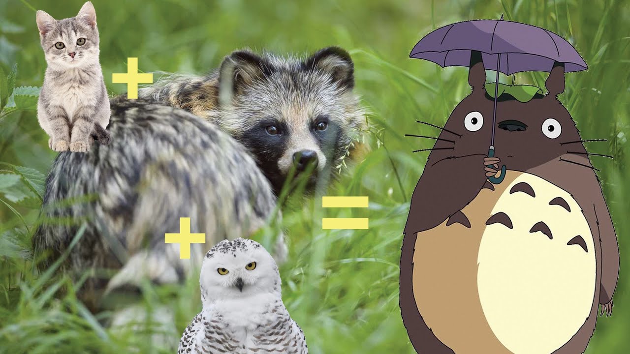 Unraveling the Totoro Mystery: What Species Is This Iconic Character ...