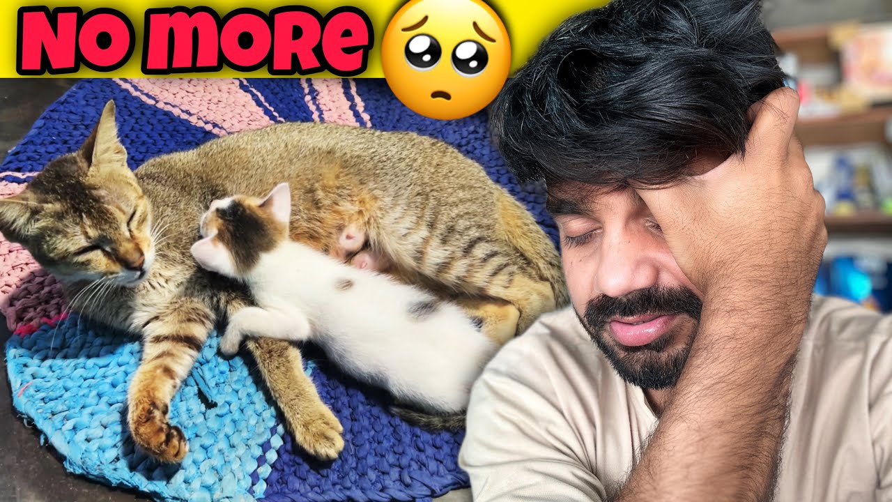 No more | RIP🥺 - YouTube