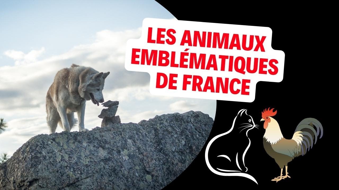 Les Animaux emblématiques de France ! - YouTube
