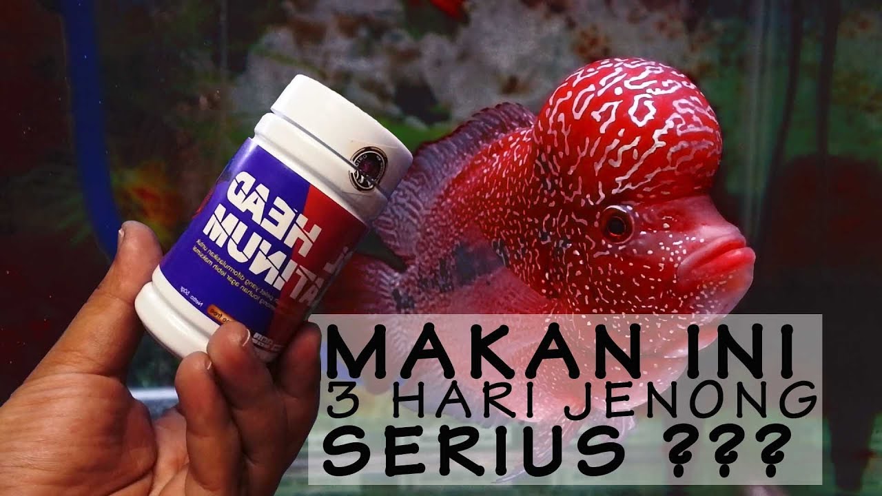 3 HARI JENONG???Pelet Paling Rekomen Buat Louhan | JDL HEAD PLATINUM ...