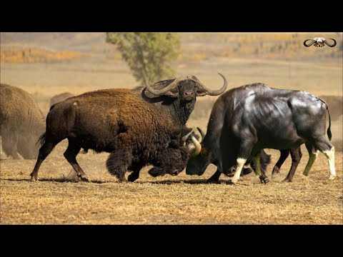 Indian Gaur vs American bison Fighting Video With Hindi Documentry [ हिन्दी डाक्यूमेंट्री ]