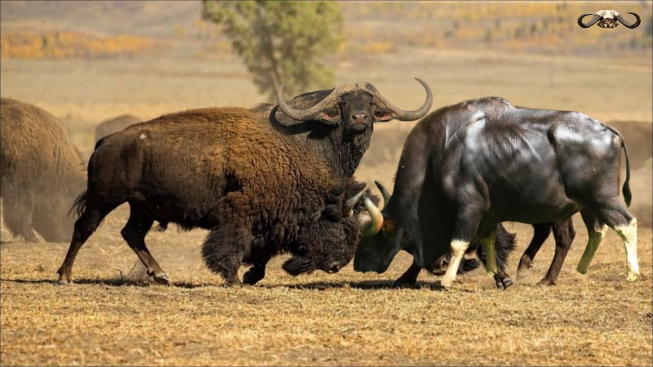 Indian Gaur vs American bison Fighting Video With Hindi Documentry ...