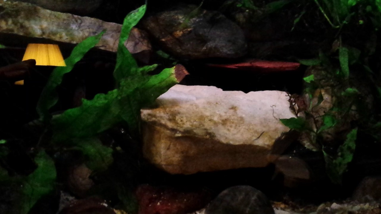 Blue perch - YouTube