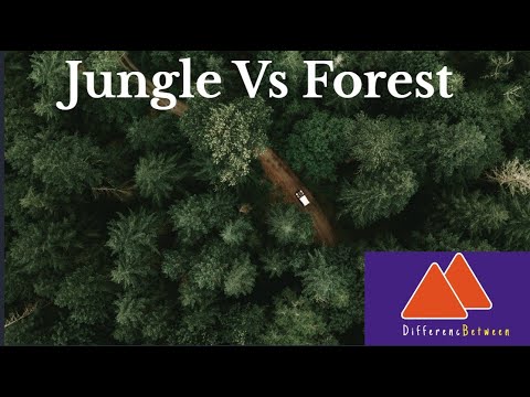 Difference Between Jungle and Forest #jungle #forest #difference - YouTube