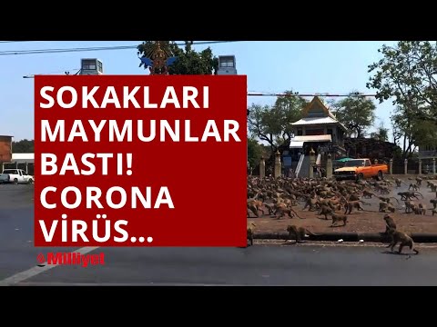 Tayland'da koronavirüs yüzünden boşalan sokakları maymunlar bastı