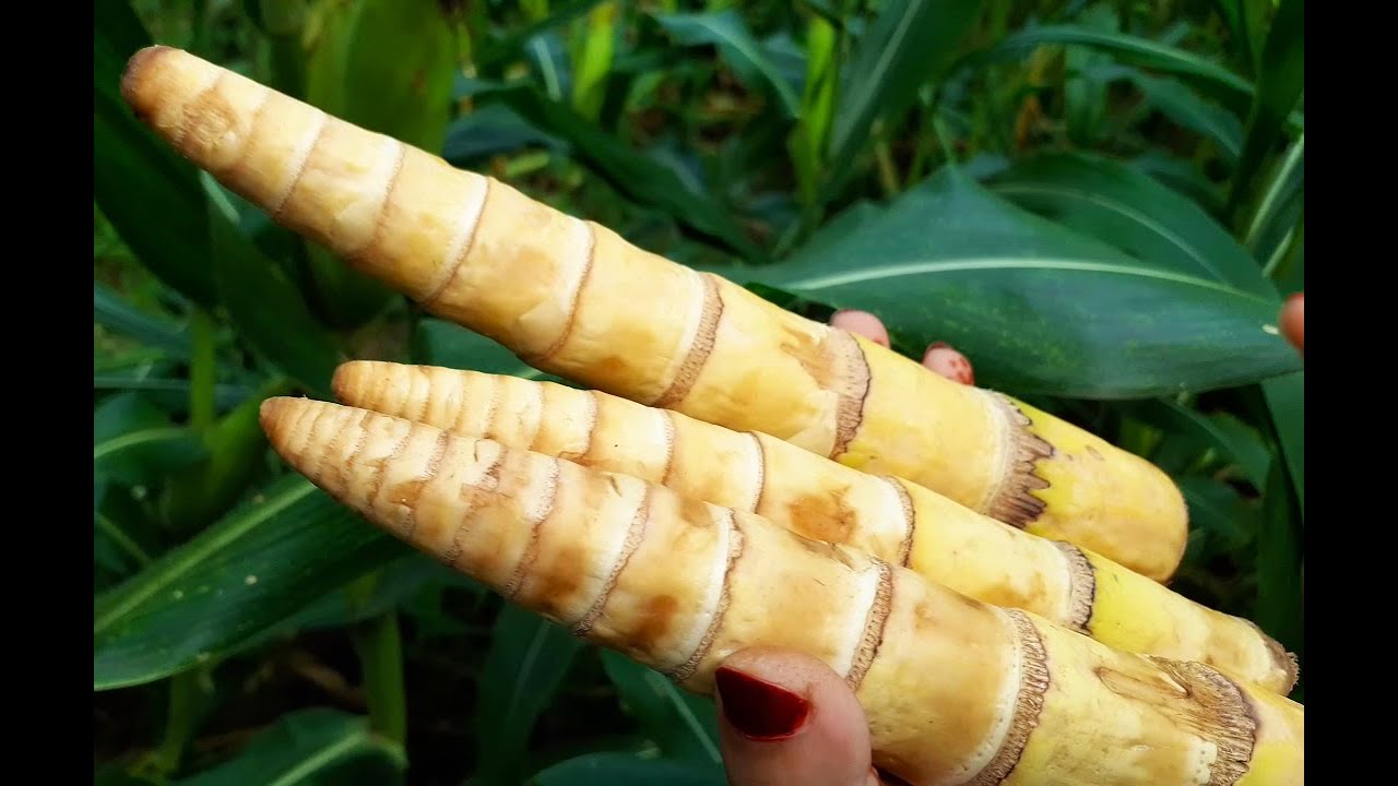 Bans karil ki sabji kaise banaen | How to cook Bamboo shoots - full of ...