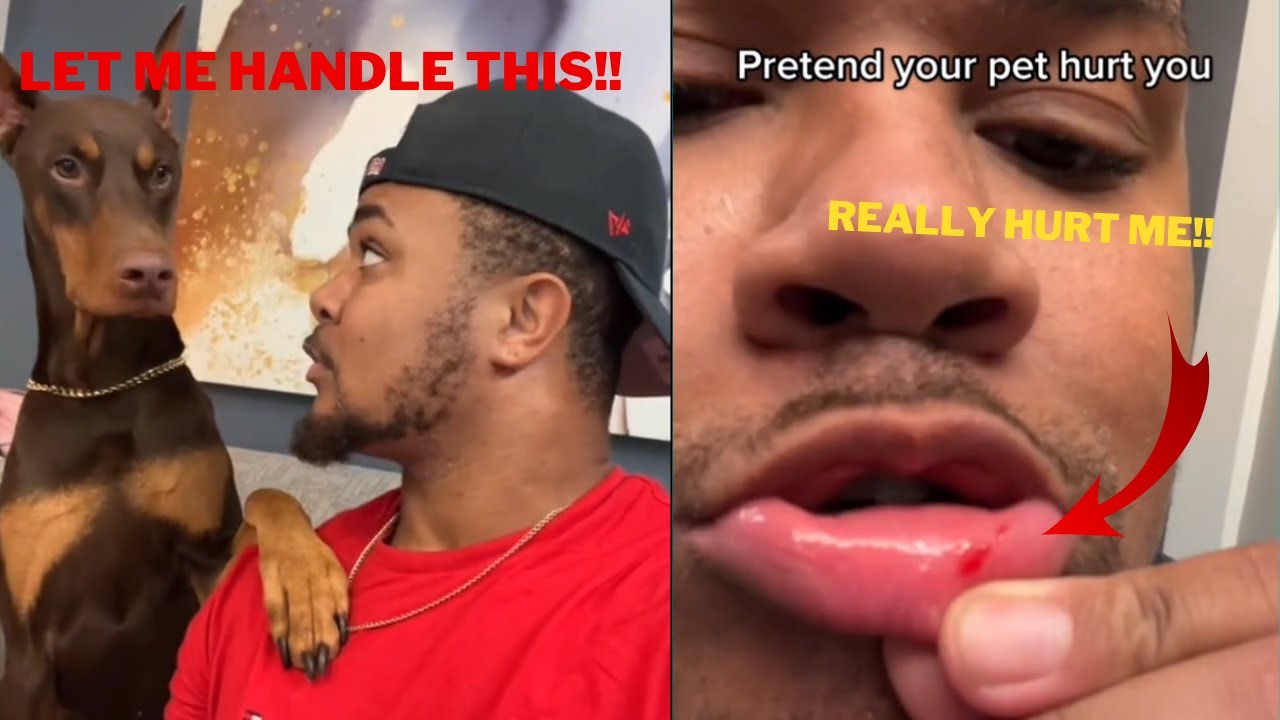 Grumpy Dogs knox doberman tiktok Compilation 🔴| Dog Video 2022 | suavexavie - 5 - YouTube