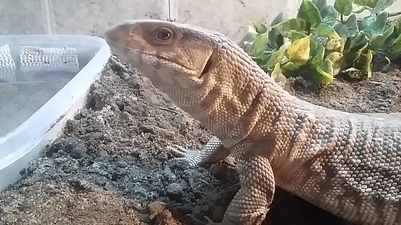 Food bribery - YouTube