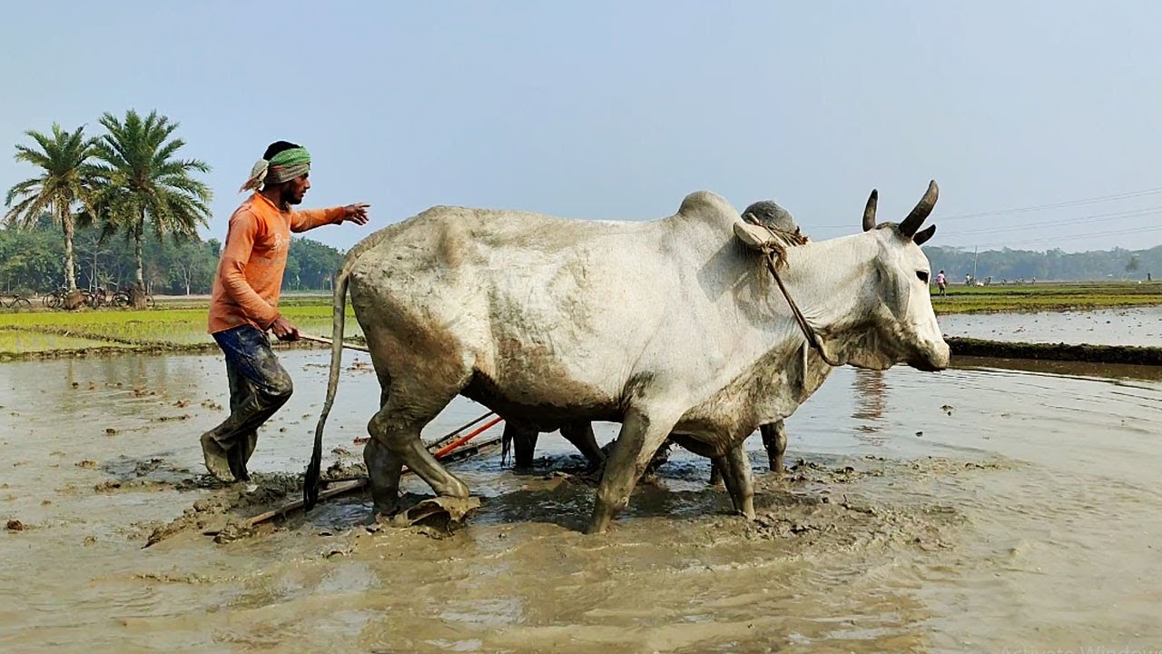 Bullock Ploughing Video // Antiquated method of plough by OX // Bullock ...