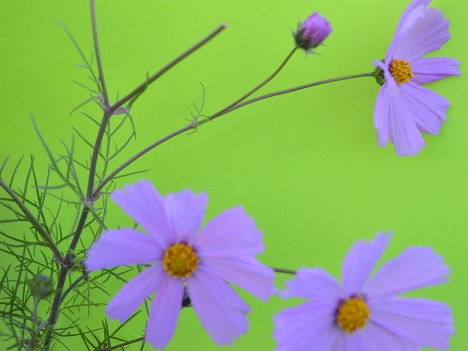 COSMOS ó MIRASOL (Cosmos bipinnatus) PLANTAS MEDICINALES - YouTube