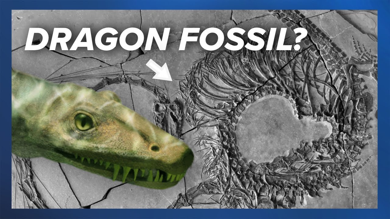 Paleontologists reveal 240-million-year-old ‘dragon’ fossil - YouTube