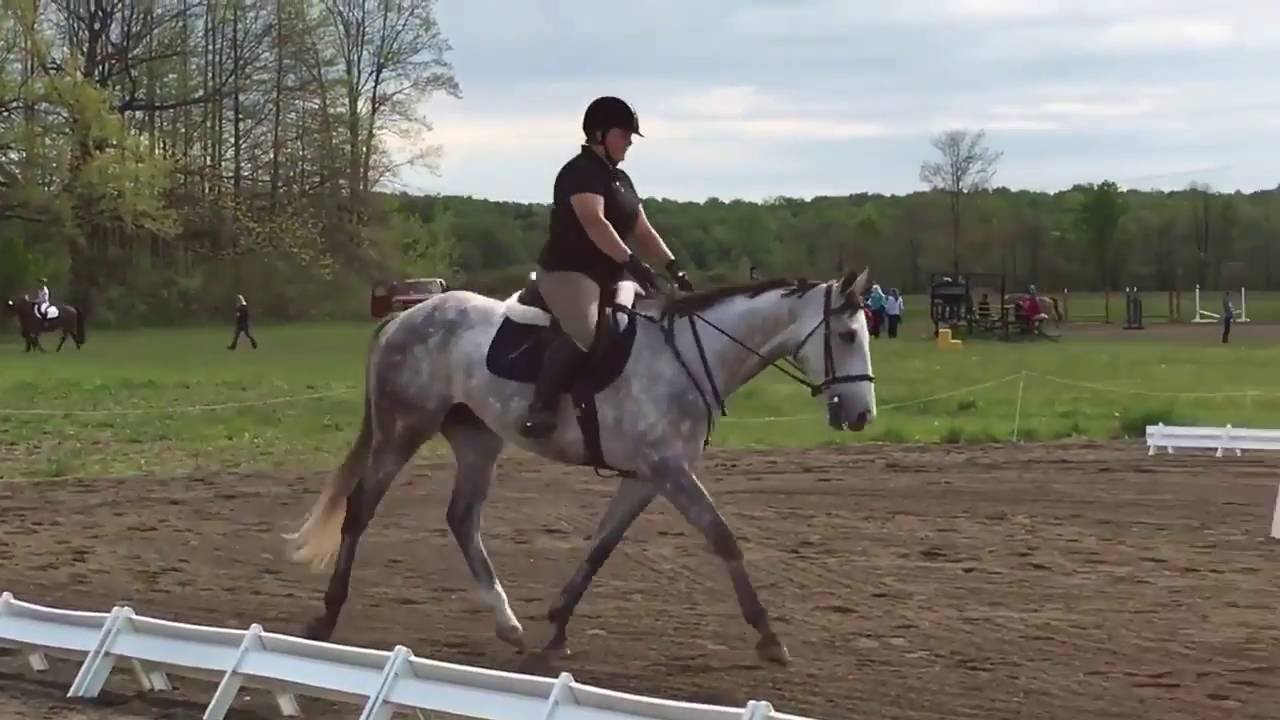 Walk trot Dressage test - YouTube