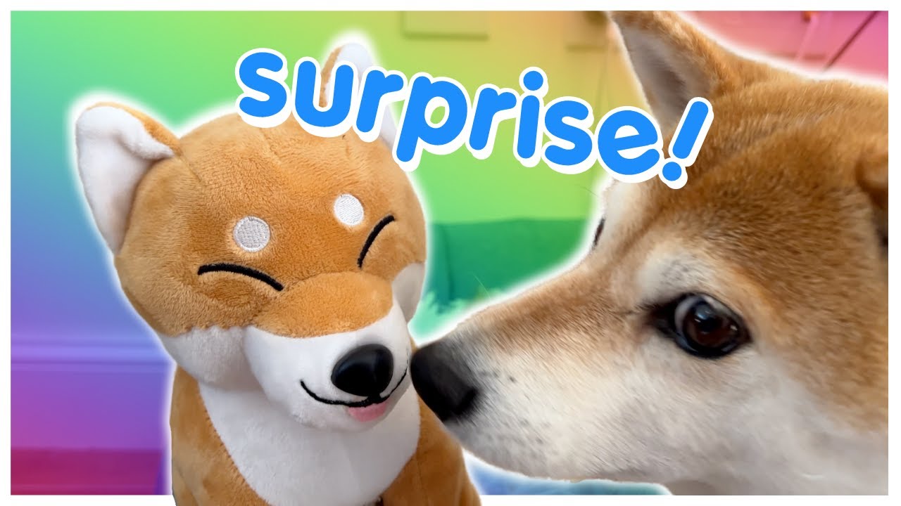 Tofu Chan helps my Shiba Inu's motivation - YouTube