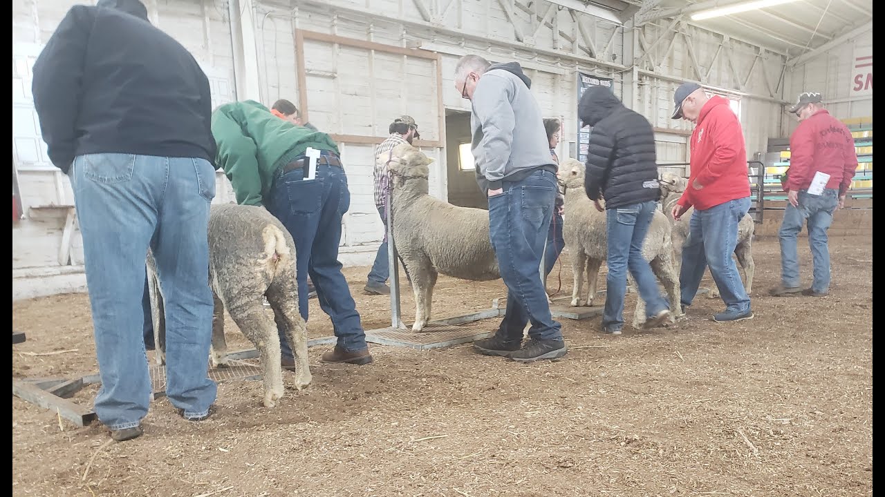 Wool the Natural Fiber - YouTube