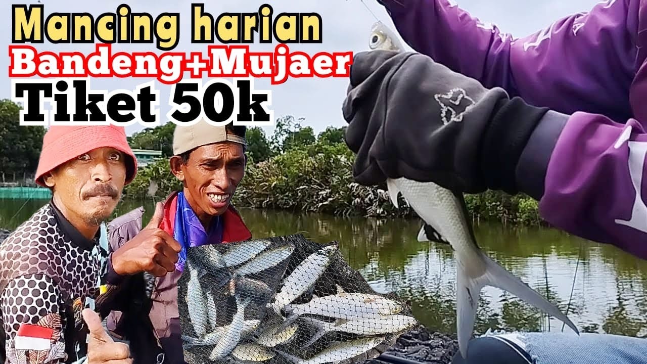Empangnya Luas,BANDENG NYA MELIMPAH..‼️Empang pak Dadang mancing harian ...