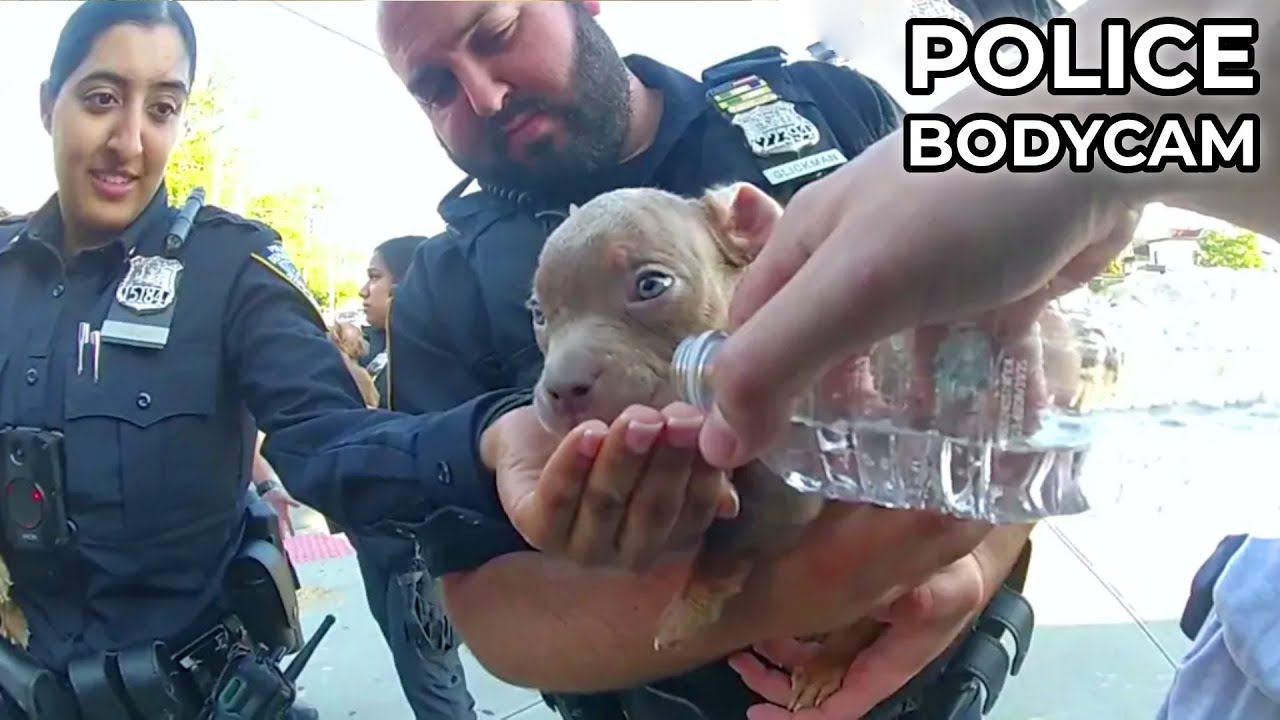 When Police Heroes Save Dogs from Cruelty - YouTube