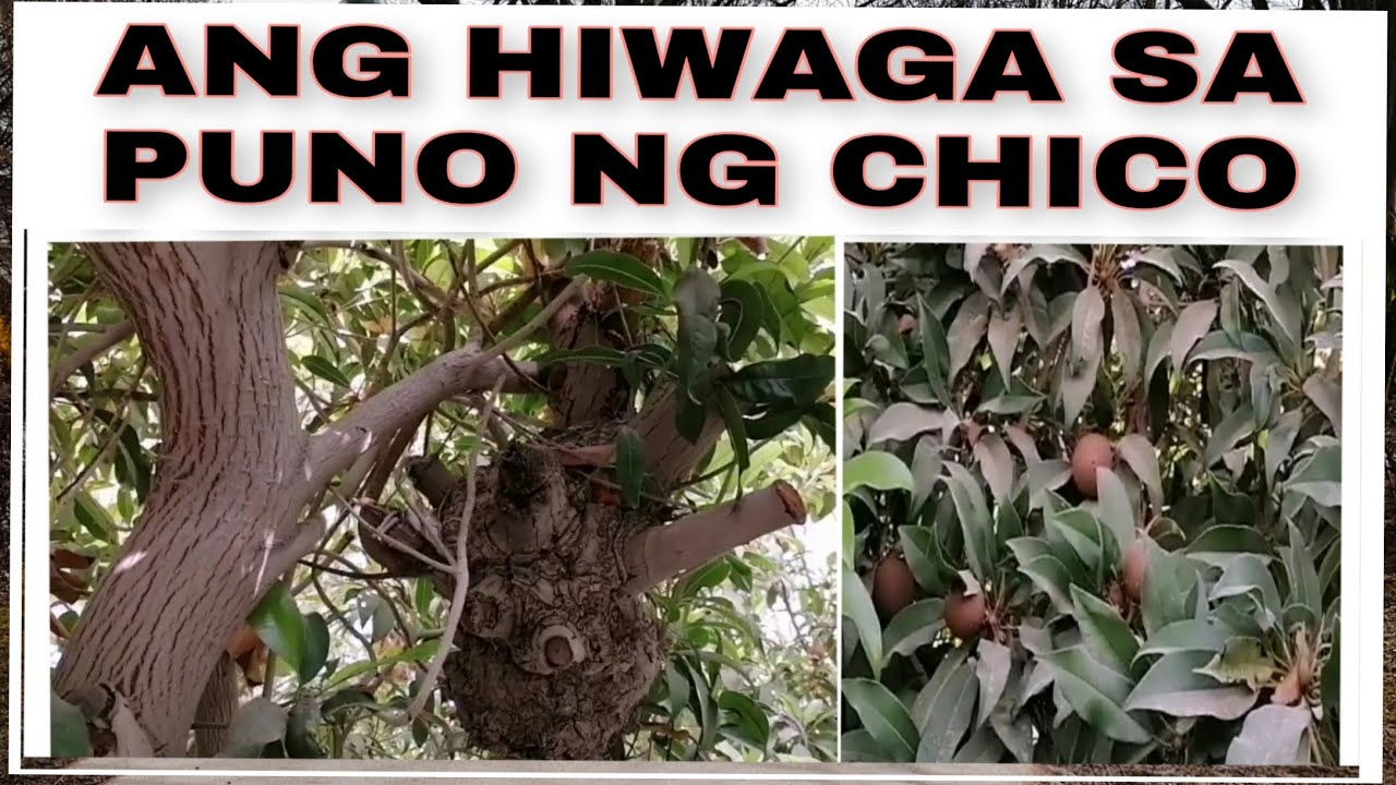 MAHIWAGANG PUNO NG CHICO - YouTube