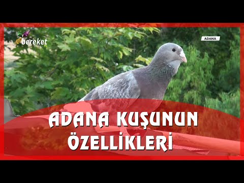 Taklacı - Adana'da Güvercin Yetiştiriciliği
