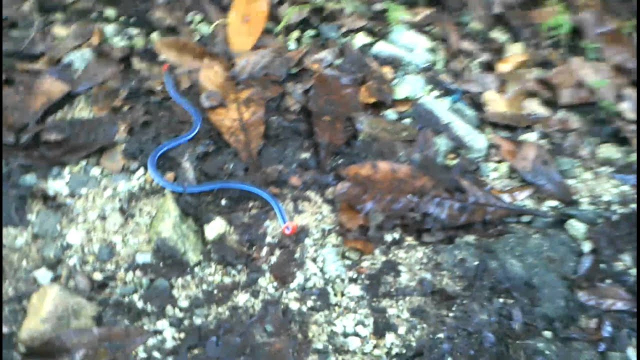 Blue.snake.with red.head and tail. - YouTube