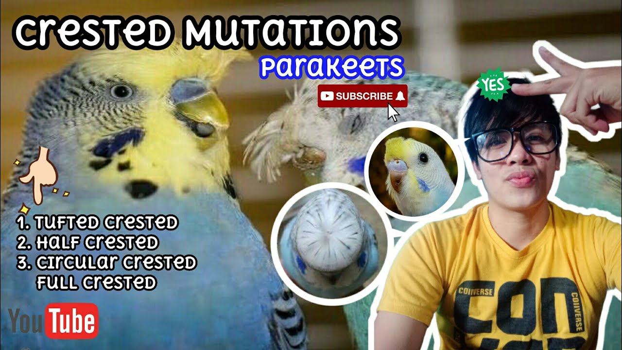 Crested parakeets | ibat-ibang uri ng crested mutations sa parakeets ...