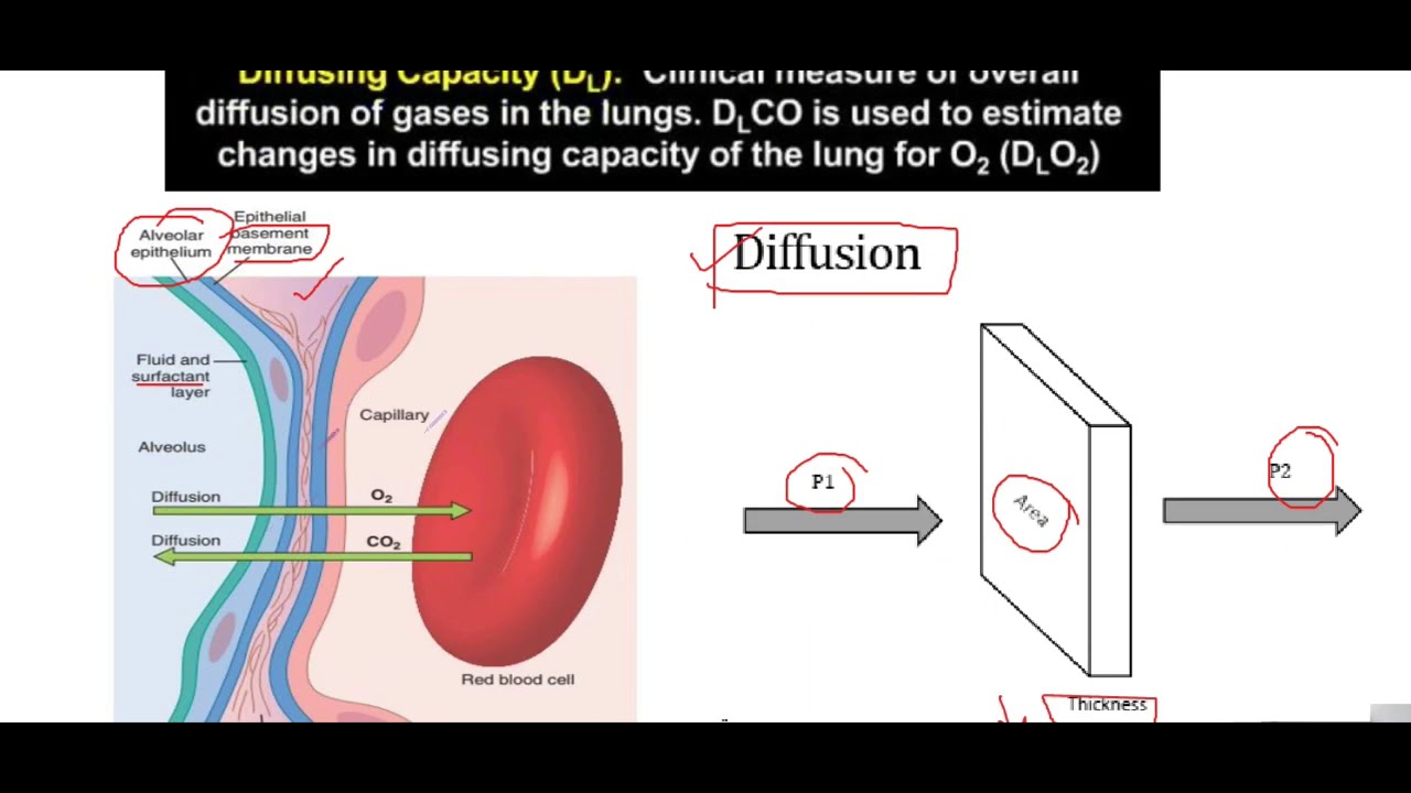 1 Physical Principles Of Gas Exchange 1st Year MBBS Respiratory 1-physical-principles-of-gas-exchange-1st-year-mbbs-respiratory