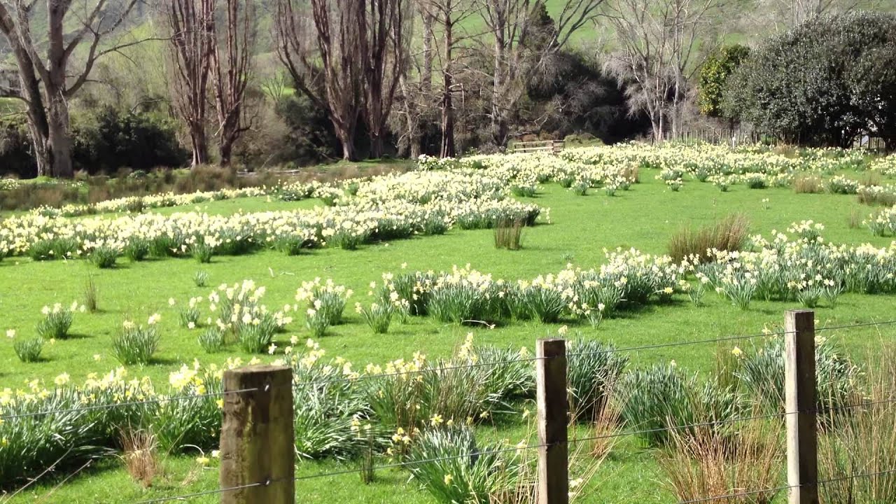 Daffodils announce spring in Ngamatapouri, Waitotara River Valley - YouTube
