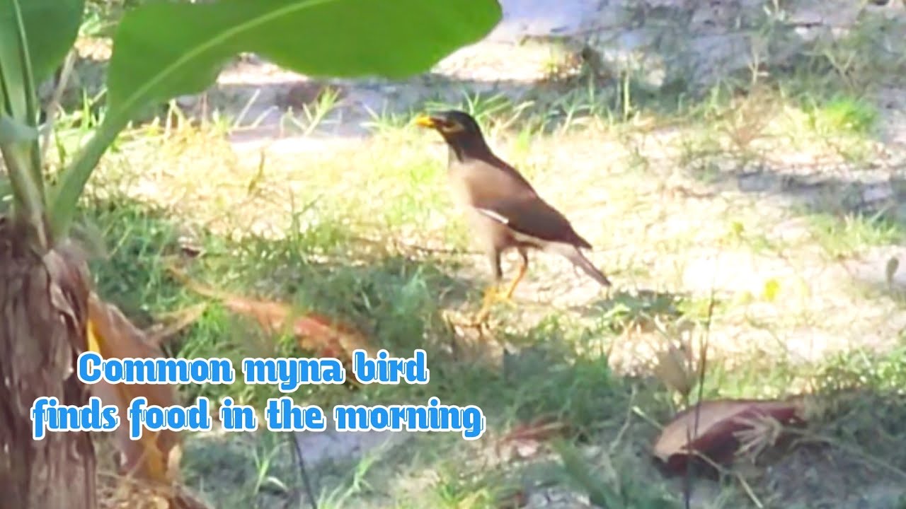 Common myna bird finds food in the morning @vuthy CH - YouTube