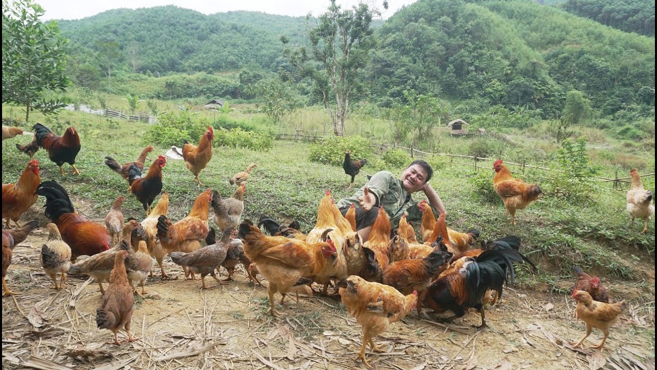 Take advantage of fertilizer to fertilize vegetables. raising chickens ...