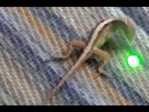 LASER LIZARD - YouTube