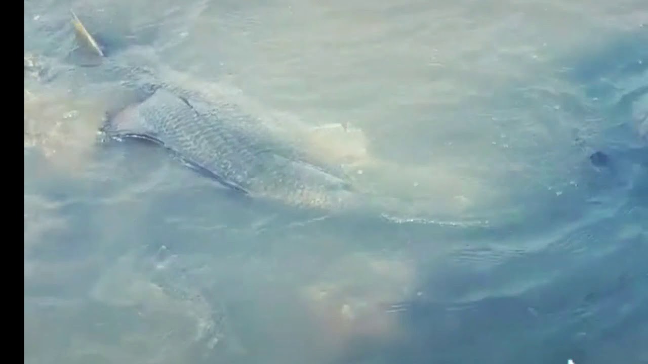 Barramundi fish II Jitada Masa II 10 किलो जिताडा मासा एक नेटची जाळे ...