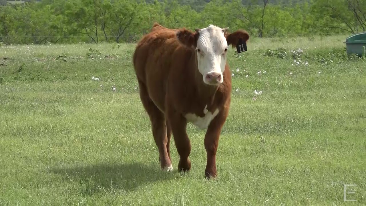 Grubbs Cattle Tag 21 - YouTube