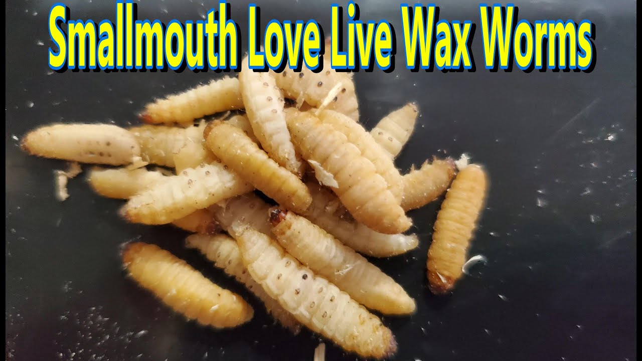 How To Catch Small Smallmouth With Live Wax Worm - YouTube