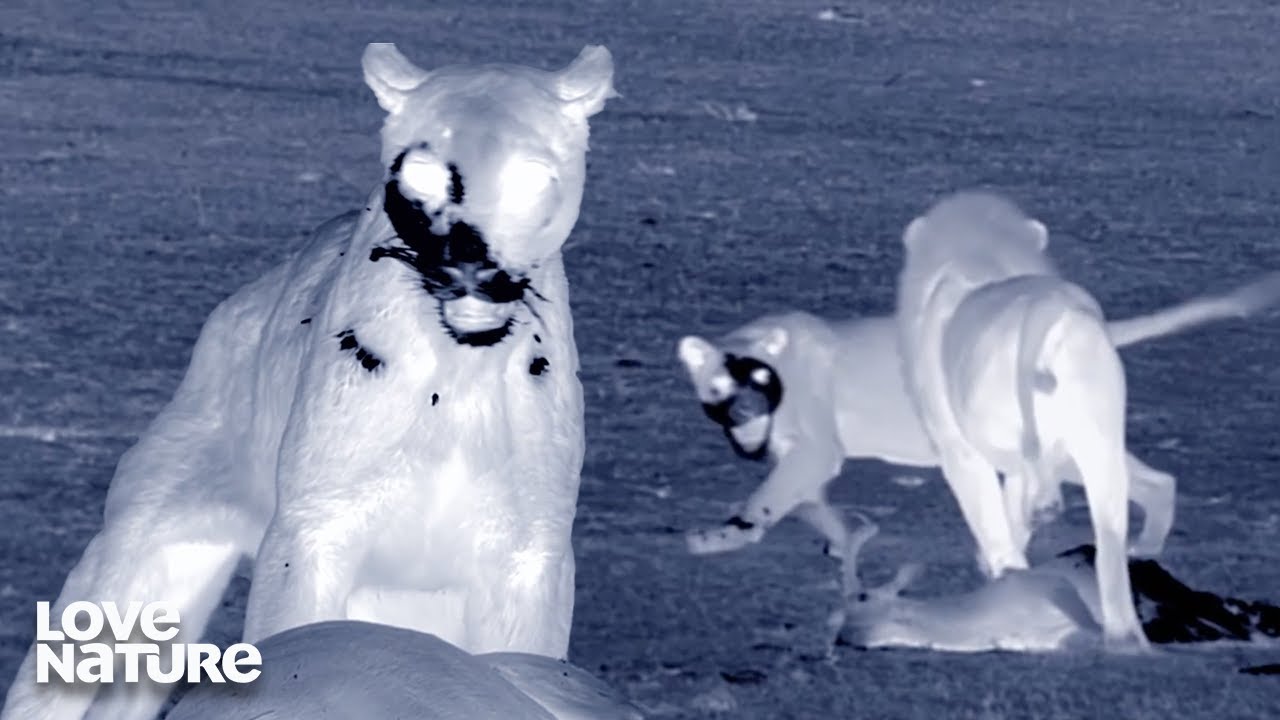 Hungry Leopard Pulls off Hunt Only to Get Bullied by Lions | Love ...