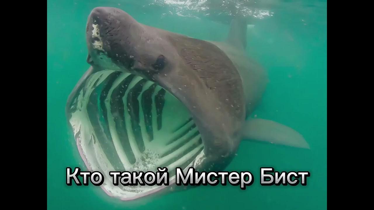 Кто такой мистер бист - YouTube