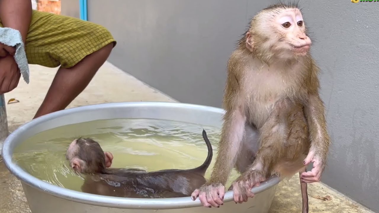 Outstanding Monkey Captivates Invite Someone From Far Join Swim Water ...